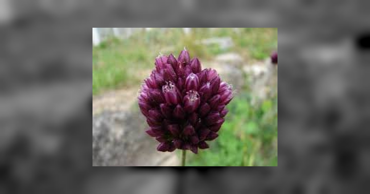 Usturoiul salbatic, o planta uitata. Vezi ce beneficii are pentru ...