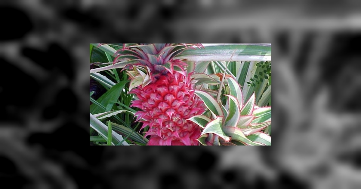 Ce trebuie sa stii despre ananasul roz