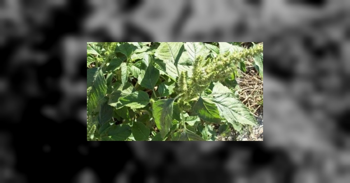 Aceasta buruiana care creste in Romania „va fi hrana viitorului“. Ne ...