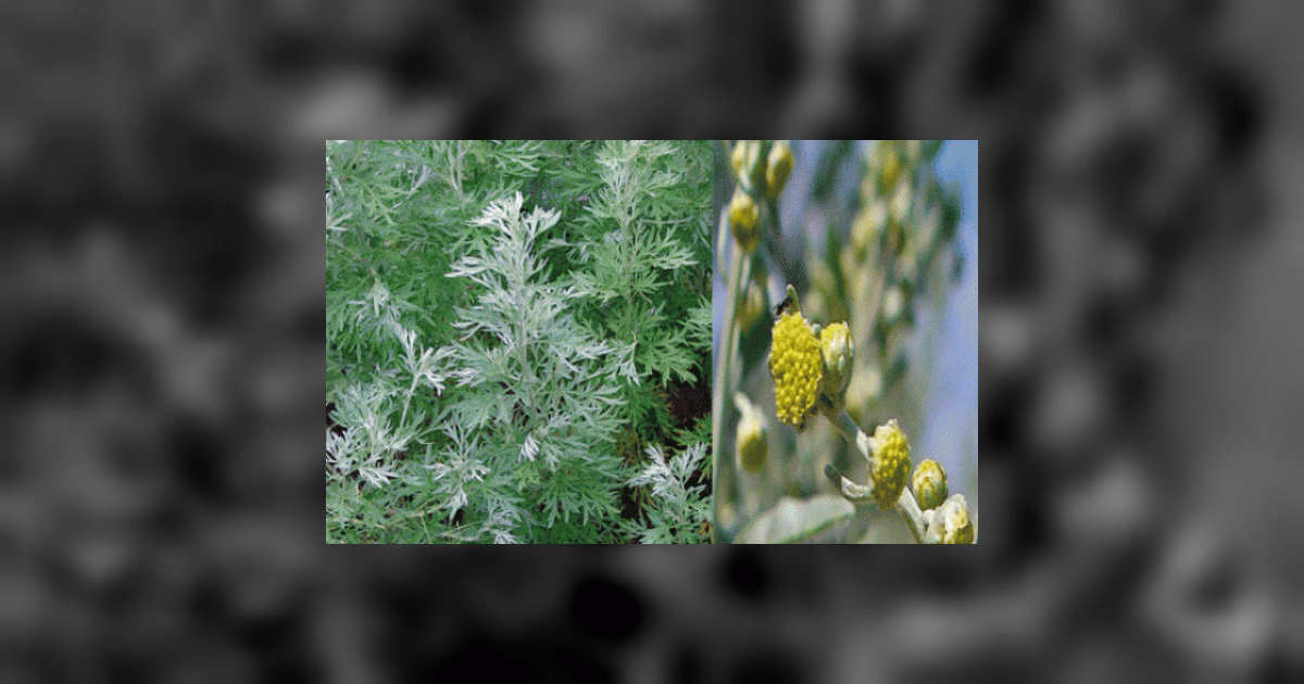 Pelinul te scapa de gandacii de bucatarie, purici, plosnite si capuse