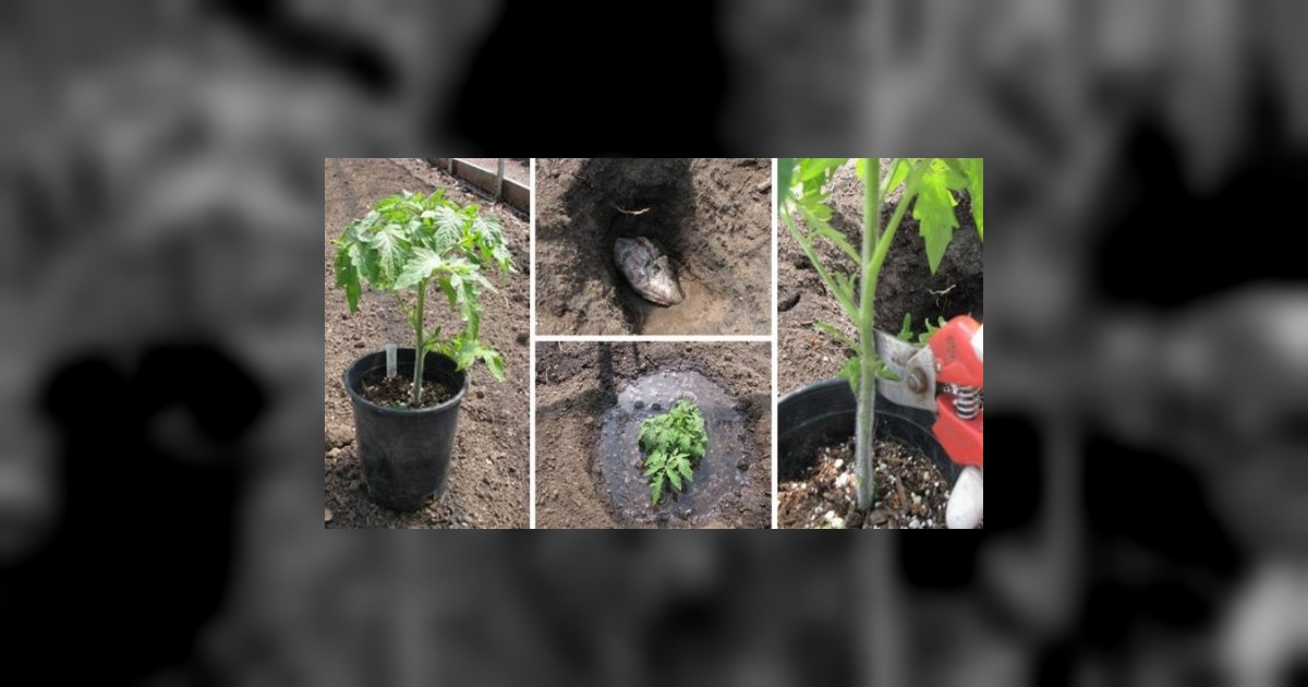 Cum sa obtii rosii bune si frumoase! Sfaturi pentru cultivarea rosiilor